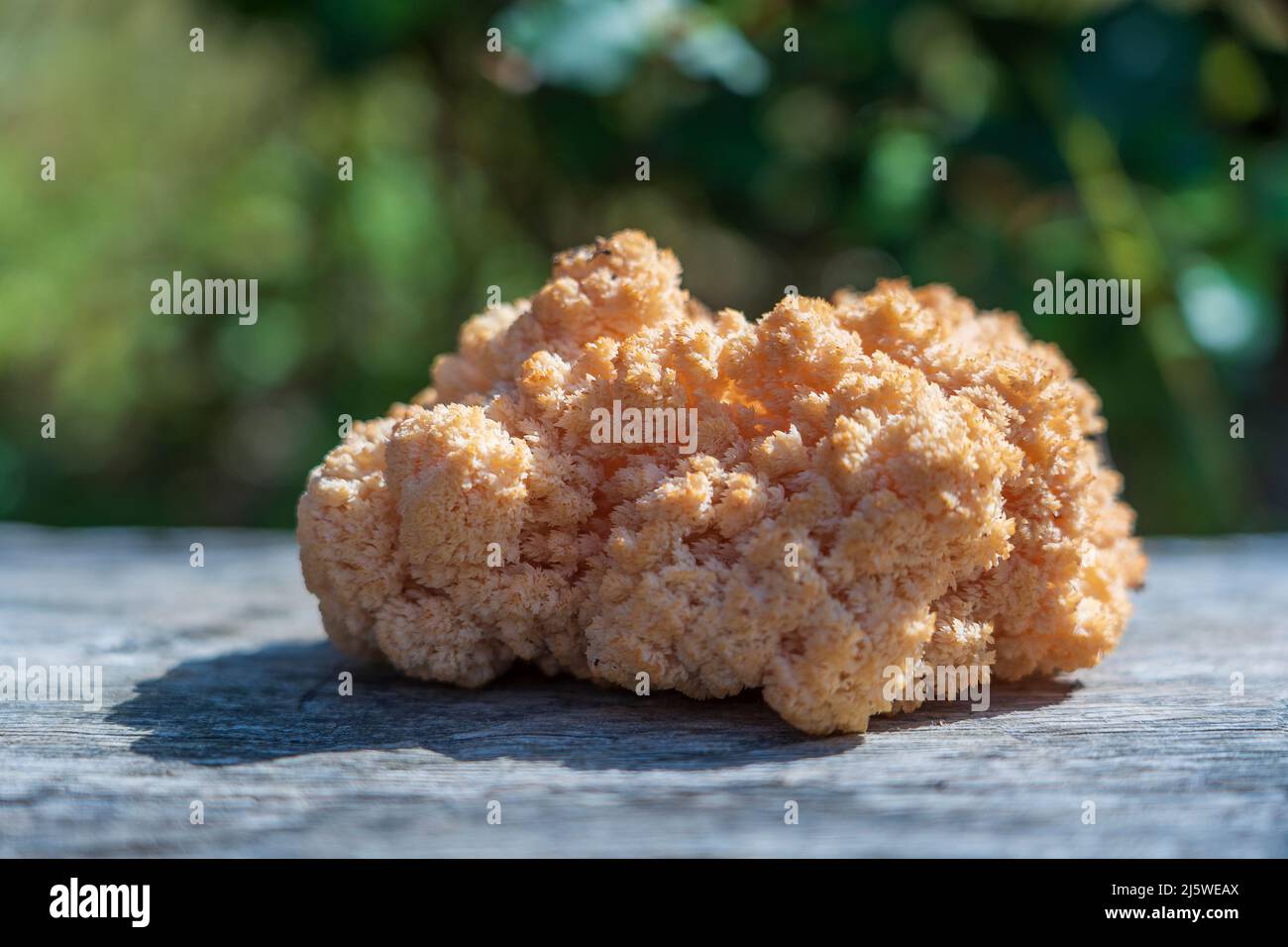 Lion mane mushroom Banque de photographies et d’images à haute ...