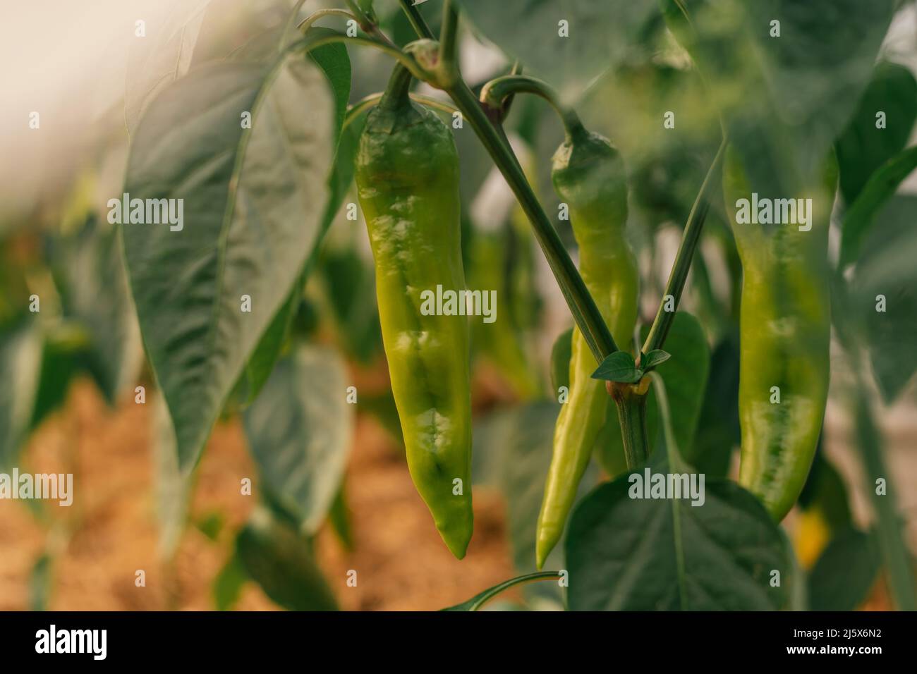 Gros plan de piment jalapeno vert non mûr en pleine croissance comme ...