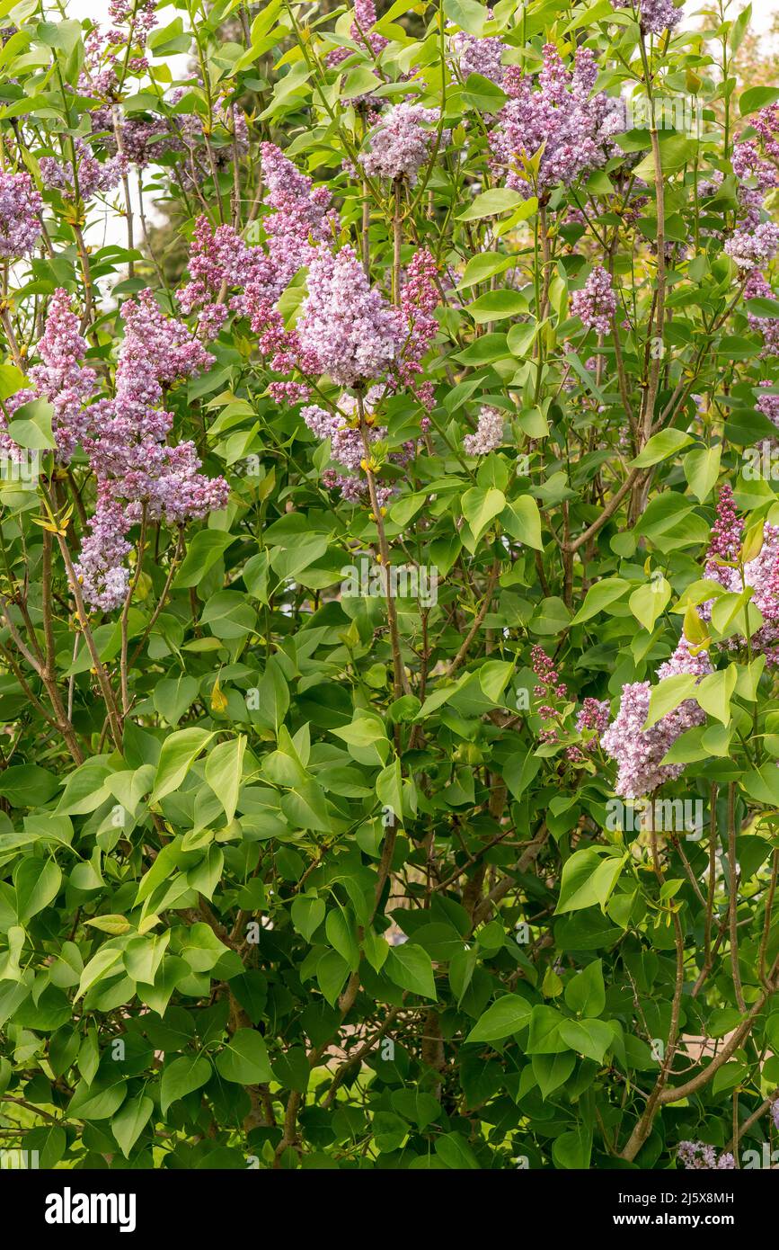 Syringa vulgaris 'Saint Joan', un arbuste à feuilles caduques. Lilas ...