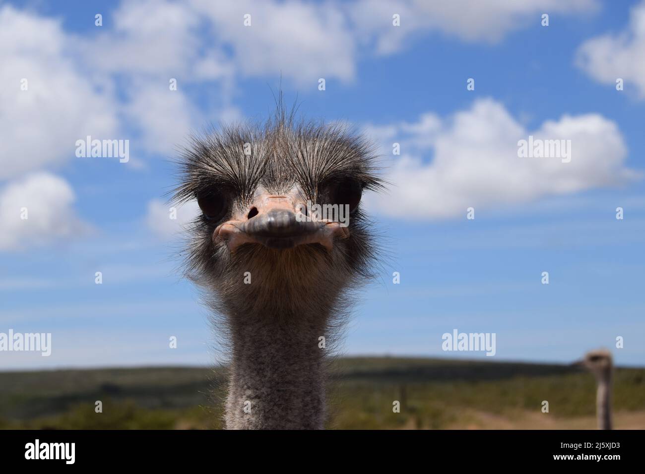 Autruche sauvage Banque de photographies et d’images à haute résolution ...