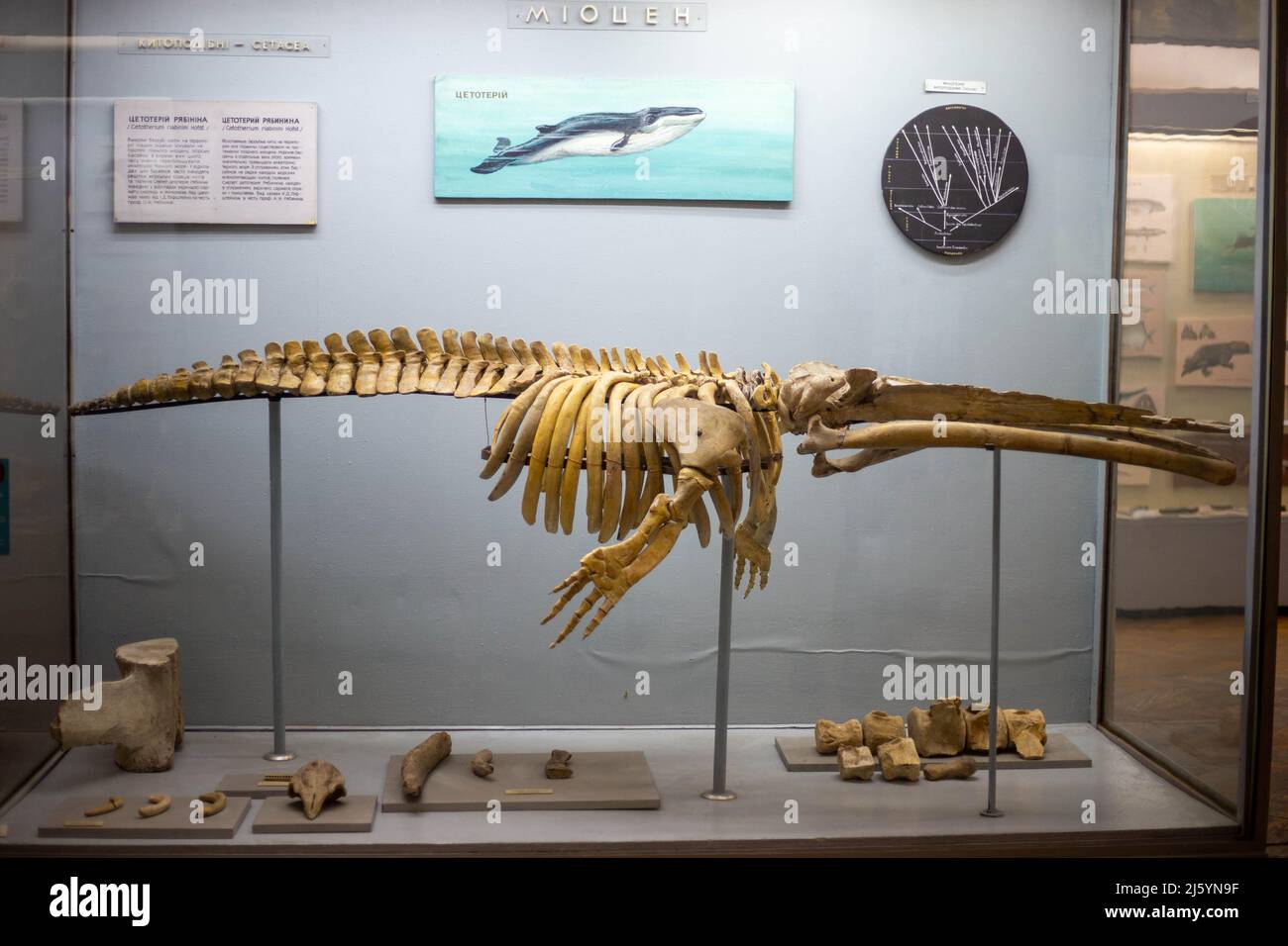 Squelette de baleine Banque d'image et photos - Page 10 - Alamy