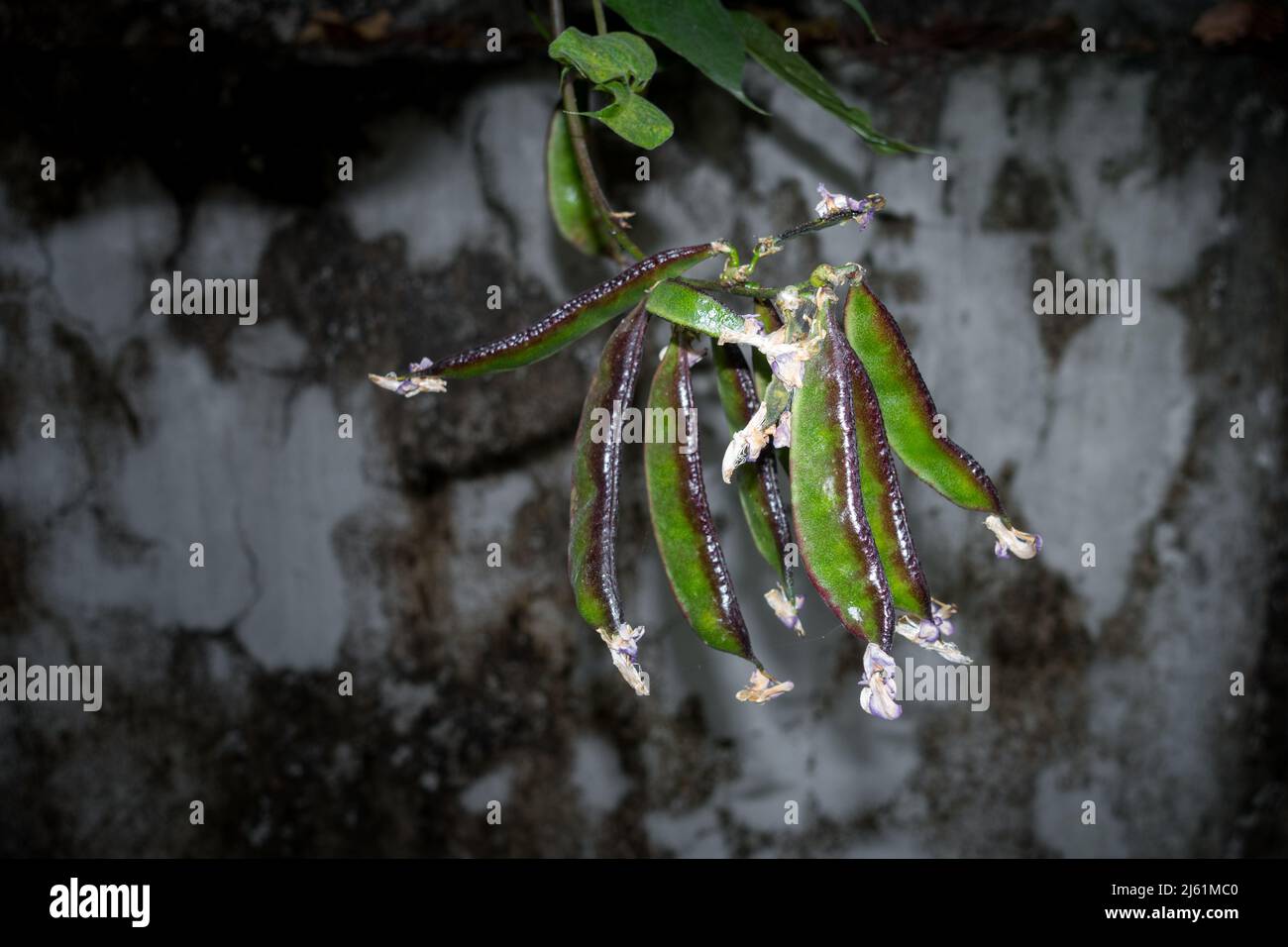 Aliments frais fleur de haricot de lima Banque de photographies et d ...