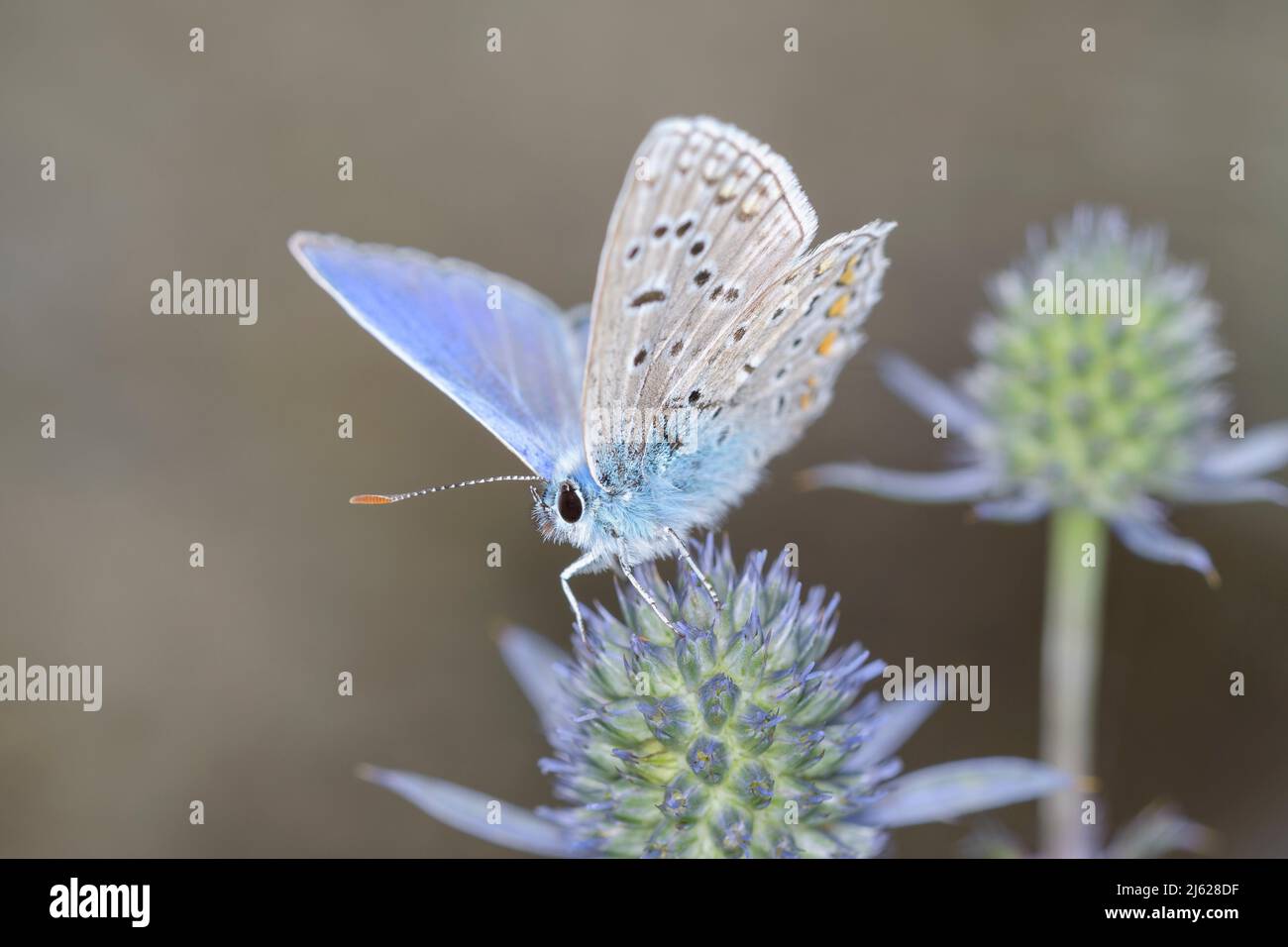 Papillon bleu commun ou bleu commun européen - Polyommatus icarus ...