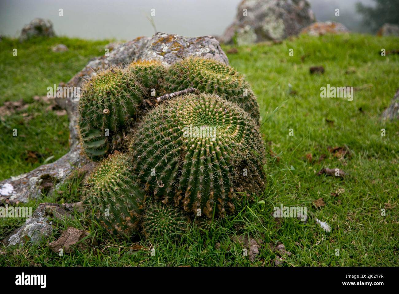 Montagne de cactus Banque de photographies et d’images à haute ...