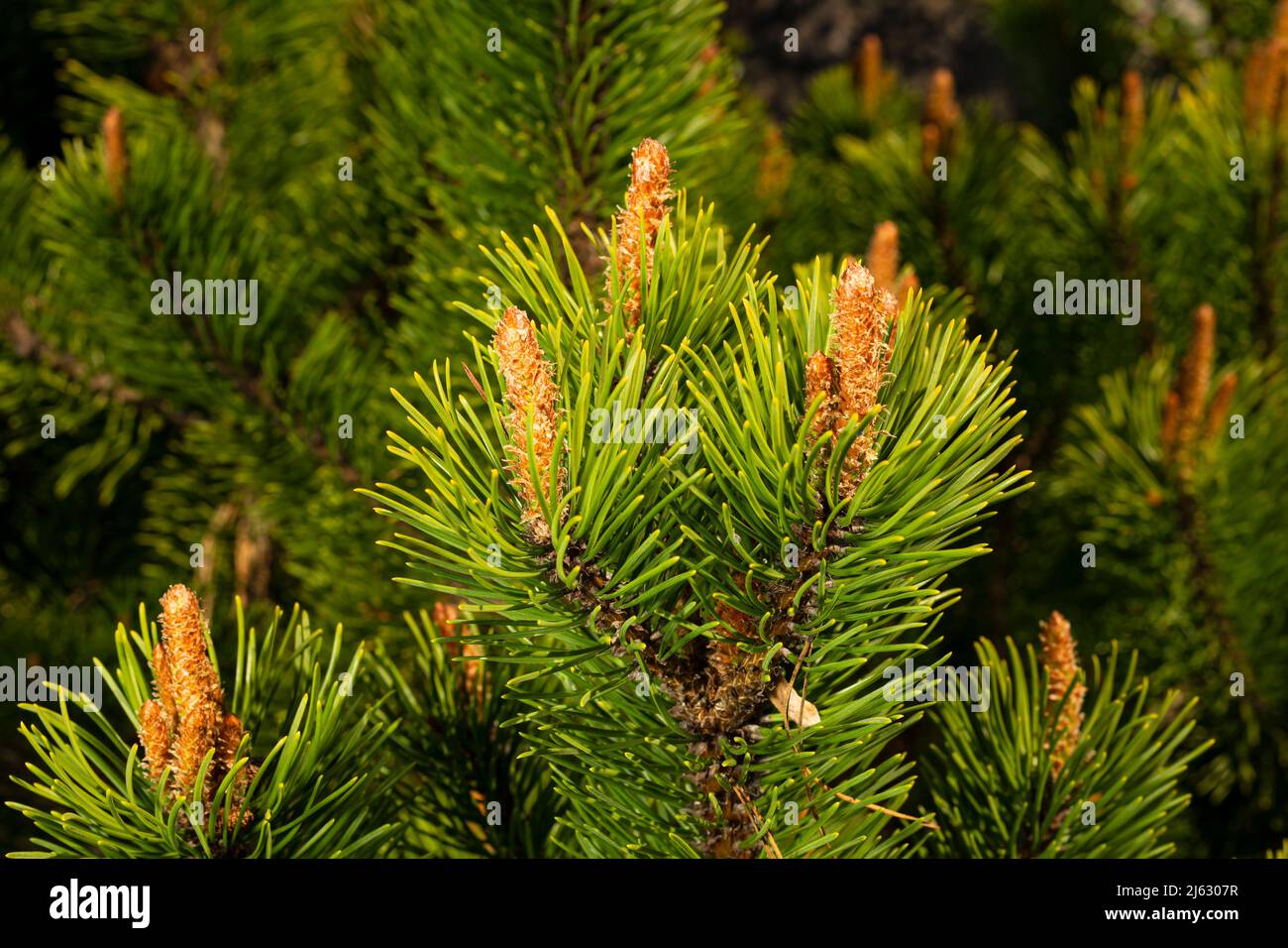 Pinus densiflora umbraculifera Banque de photographies et d’images à ...