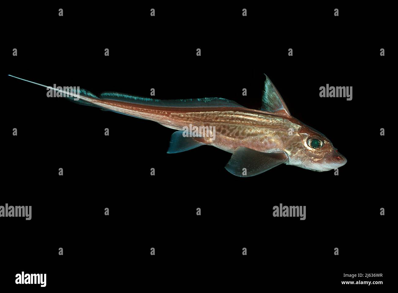 Poisson de mer Banque de photographies et d’images à haute résolution ...