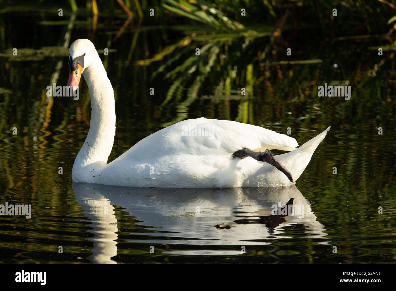 Muet cygne (Cygnus olor) muet de cygne se lassant dans l'eau verte du canal avec les roseaux en ...