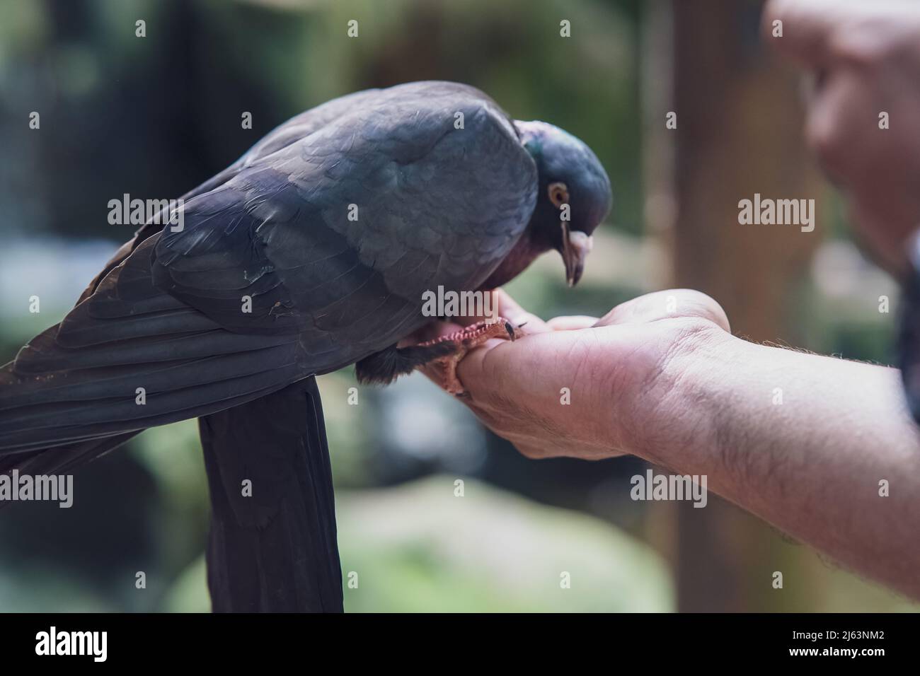 Pigeons mangeant de la main Banque de photographies et d’images à haute ...