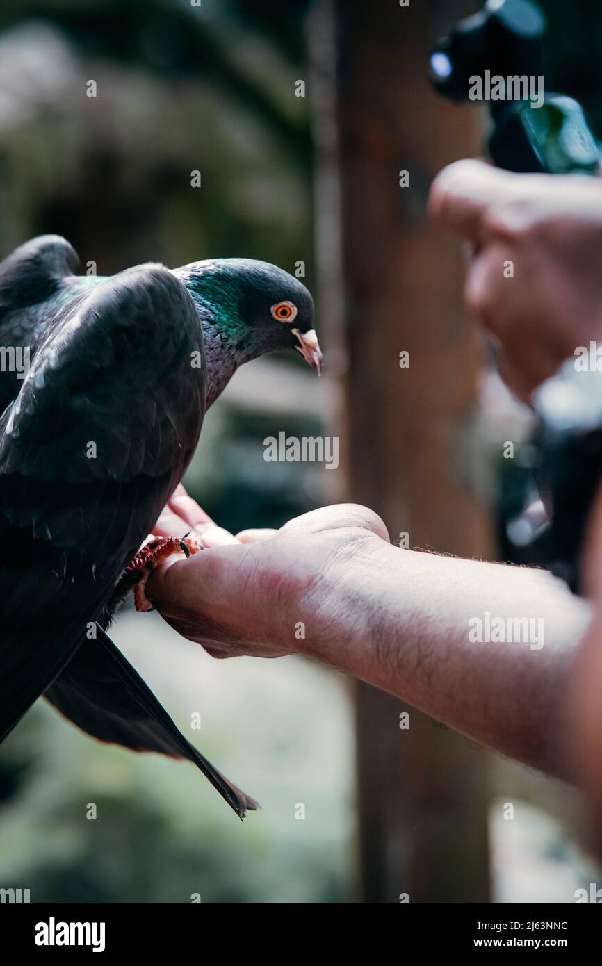 Pigeons mangeant de la main Banque de photographies et d’images à haute ...