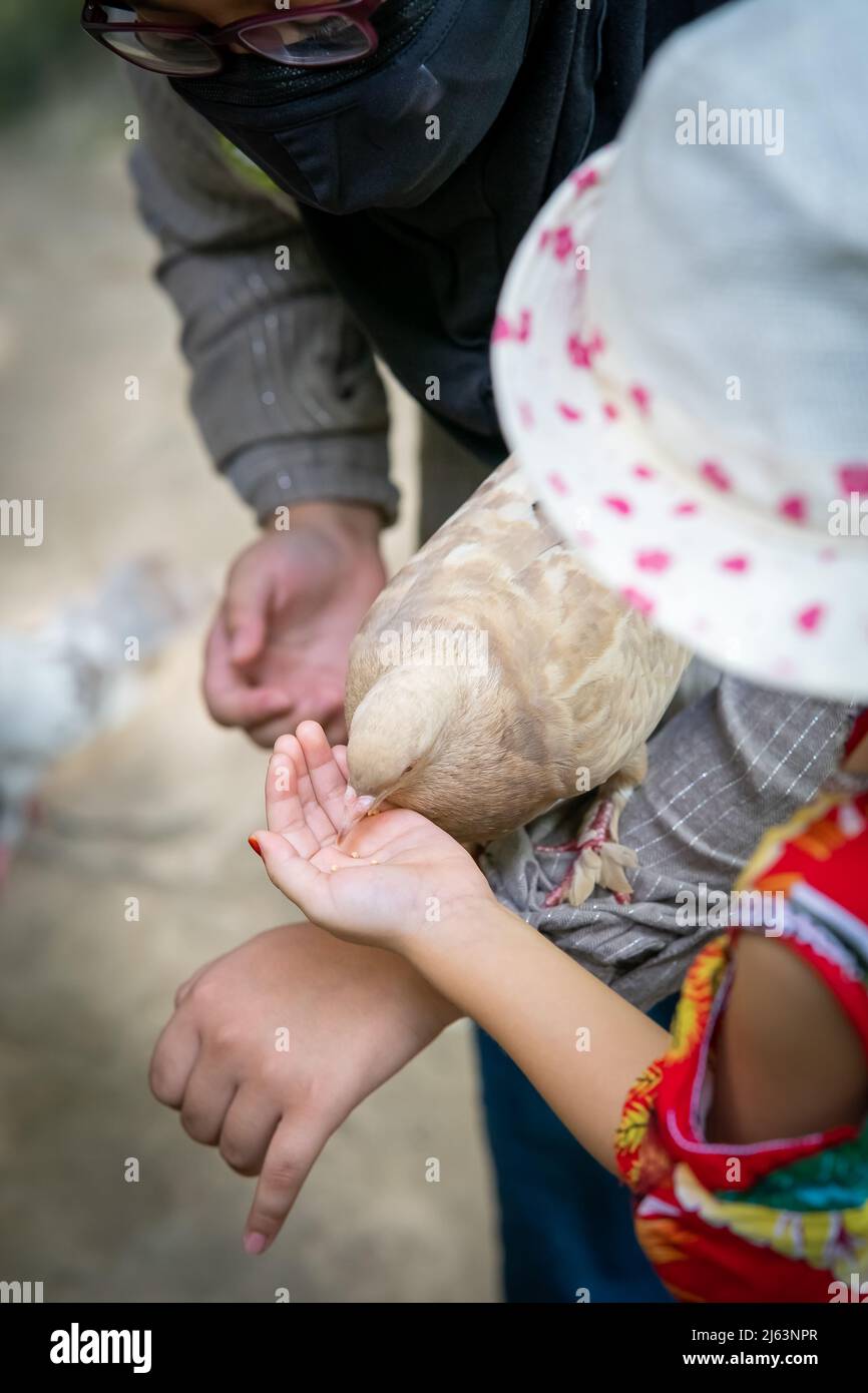 Pigeons mangeant de la main Banque de photographies et d’images à haute ...