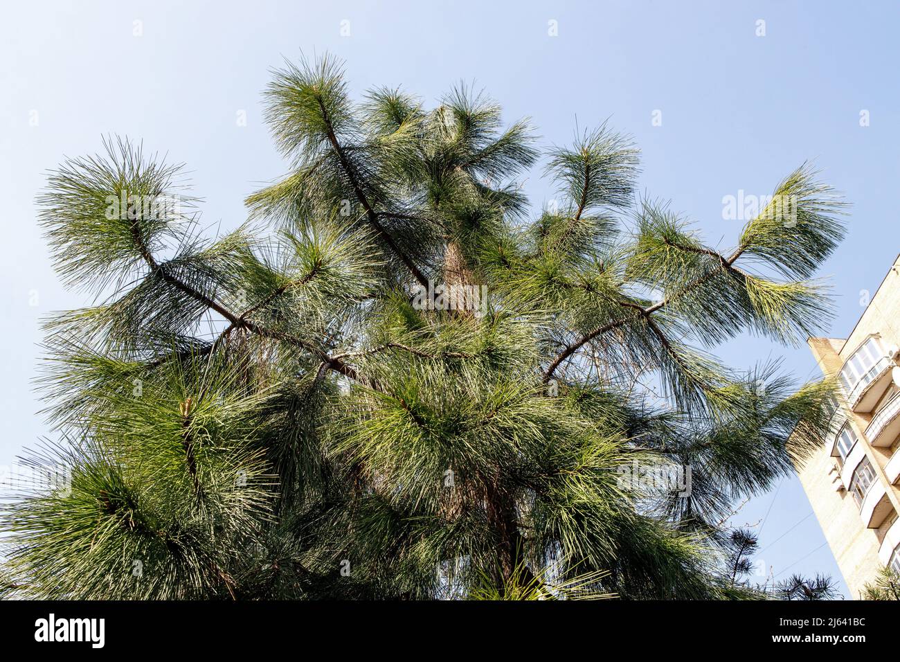 Aiguilles de pin Pinus devoniana au début du printemps dans le jardin ...