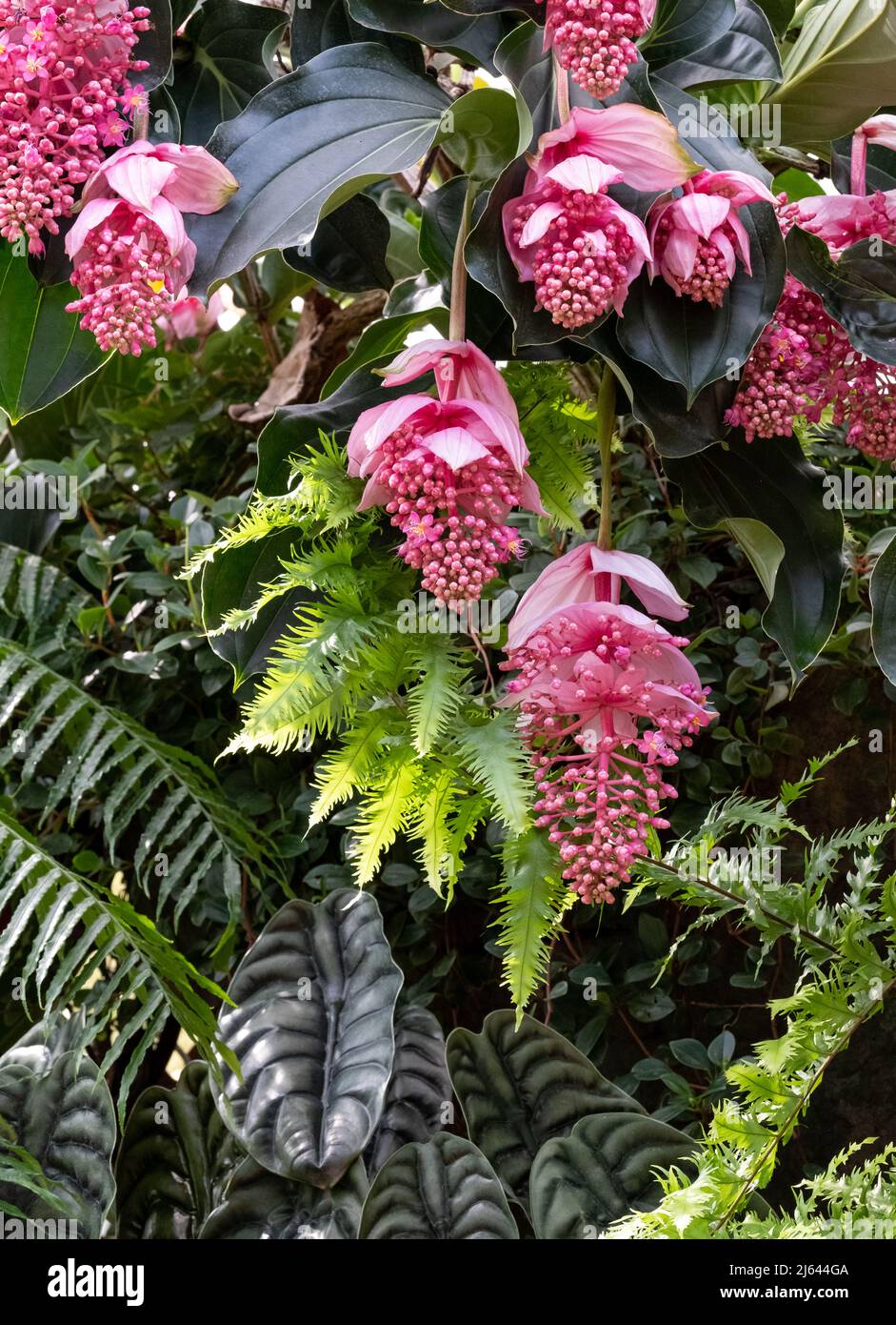 Plante de médinilla Magnifica (Rose Grape) aux fleurs roses, arbuste à ...