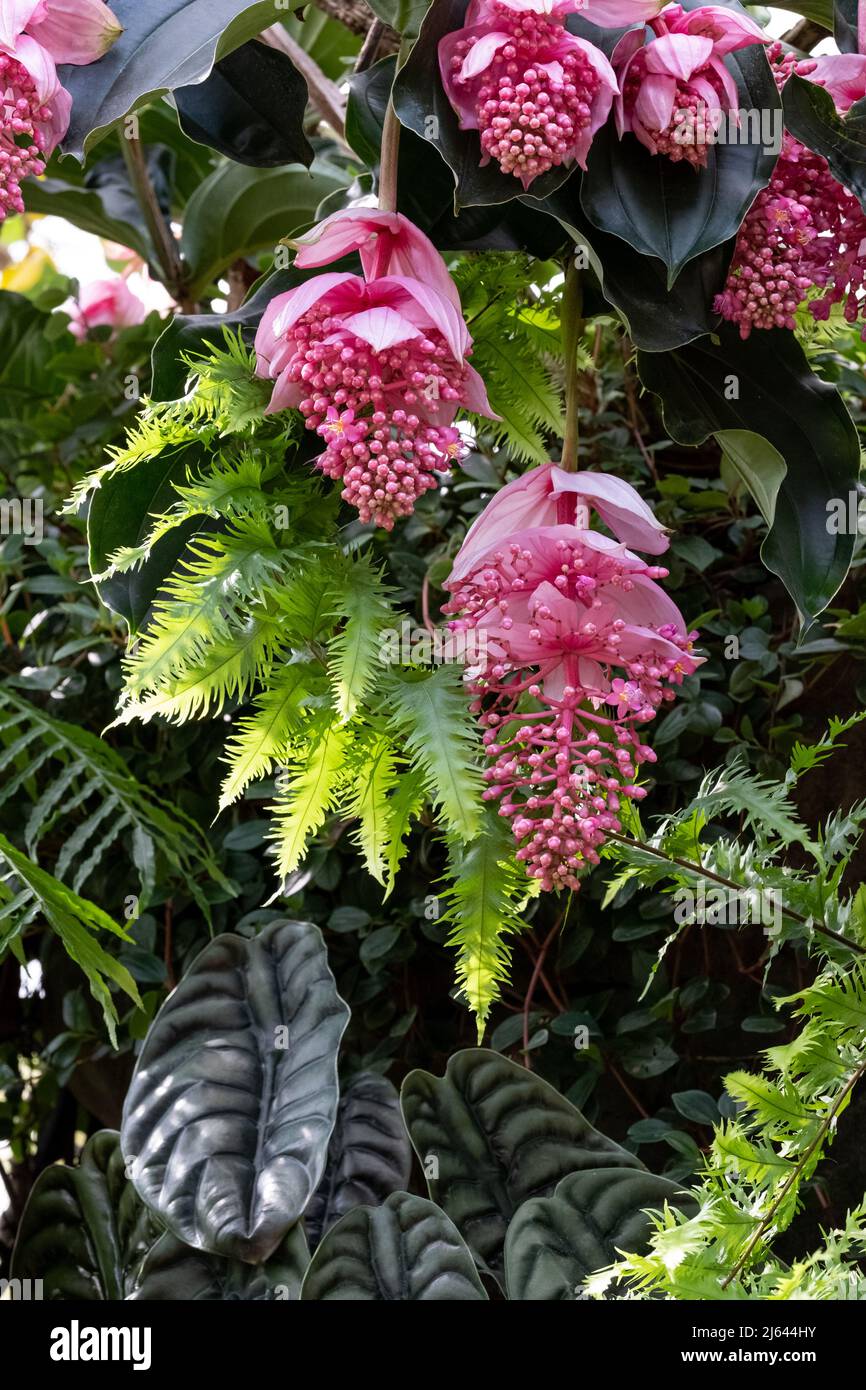 Plante de médinilla Magnifica (Rose Grape) aux fleurs roses, arbuste à ...