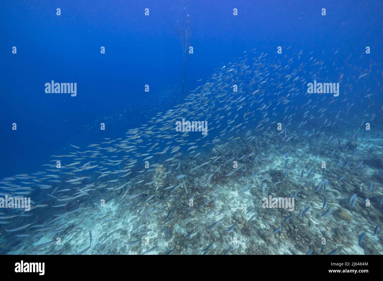 Poisson boga Banque de photographies et d’images à haute résolution - Alamy