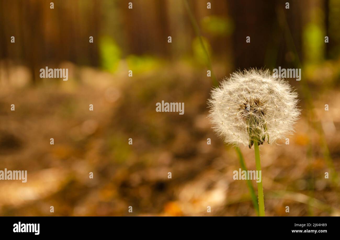 Flou fond de forêt Banque de photographies et d’images à haute ...