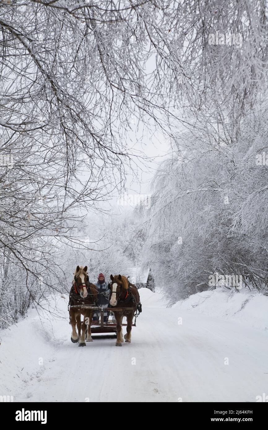 Horses pulling sleigh Banque de photographies et d’images à haute ...