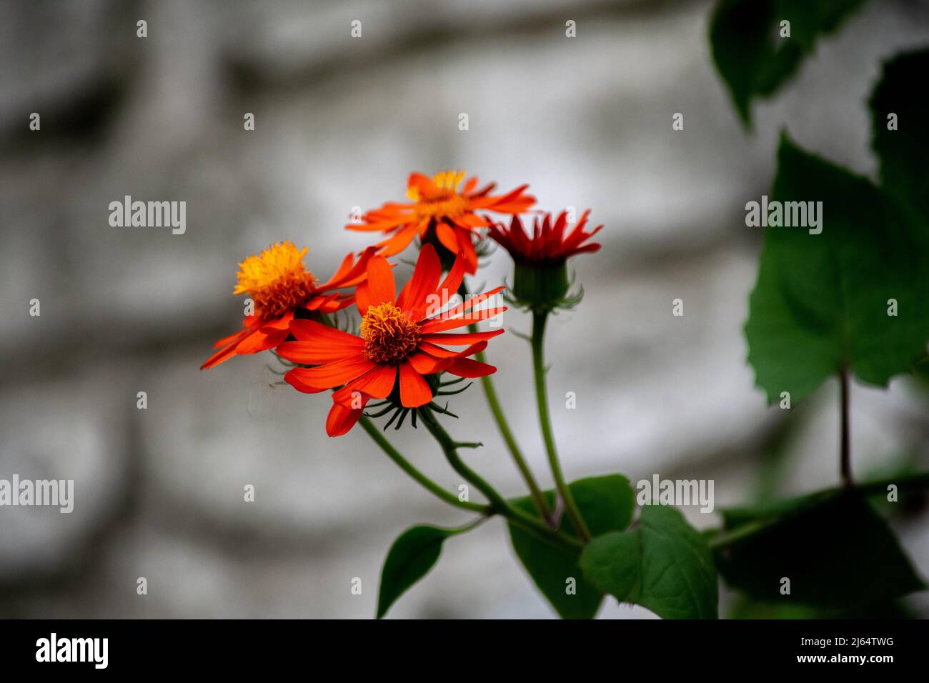 Fleur de marguerite rouge Banque de photographies et d’images à haute ...