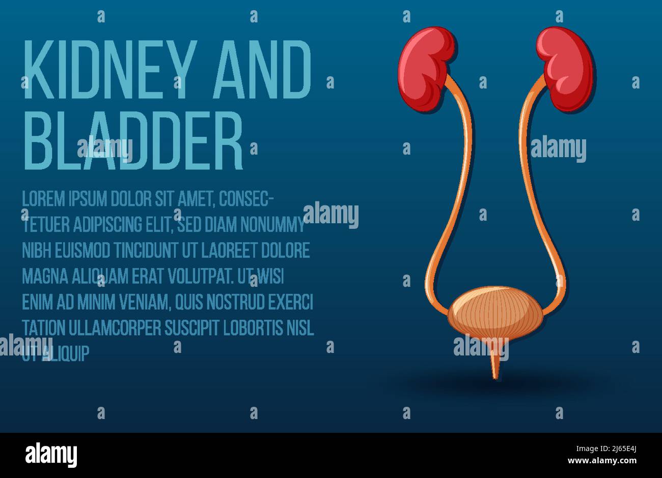 Illustration de l'organe interne humain avec reins et vessie Image ...