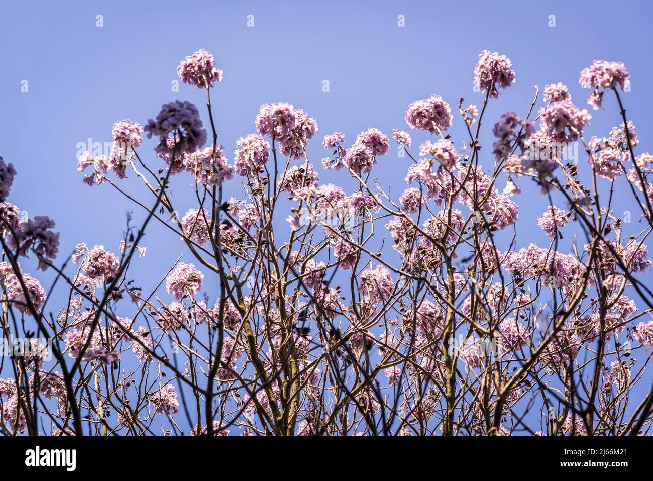 Arbre de la bonne fortune Banque de photographies et d’images à haute ...
