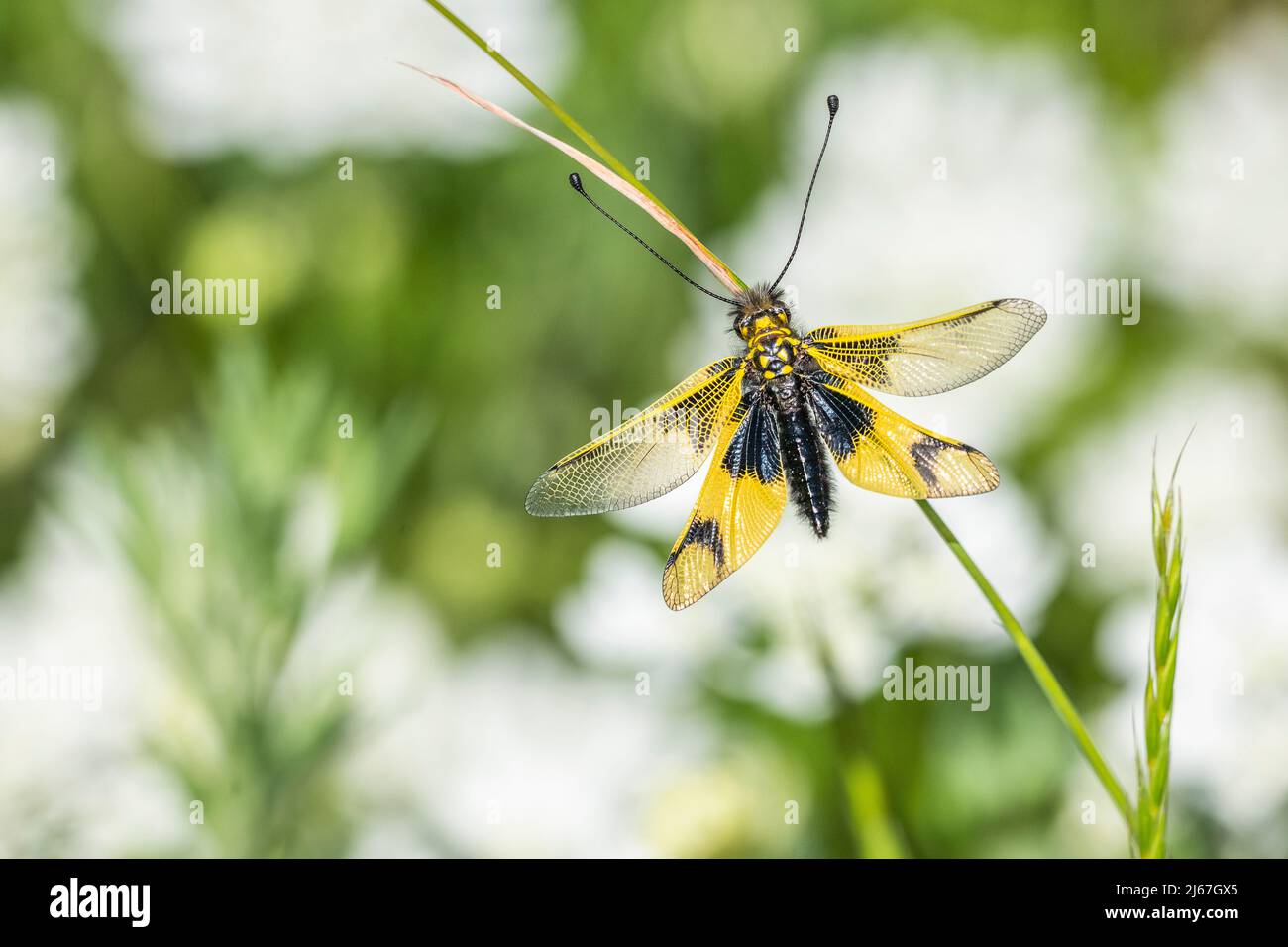 Le Libelloides longicornis, nom commun de la mouche jaune noire, est ...