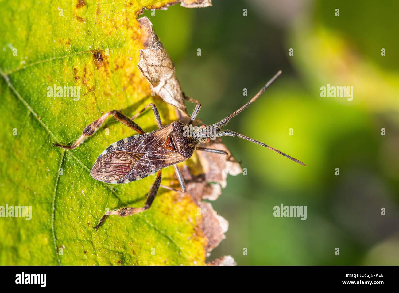 Le petit insecte de la conifère occidentale (Leptoglossus occidentalis ...