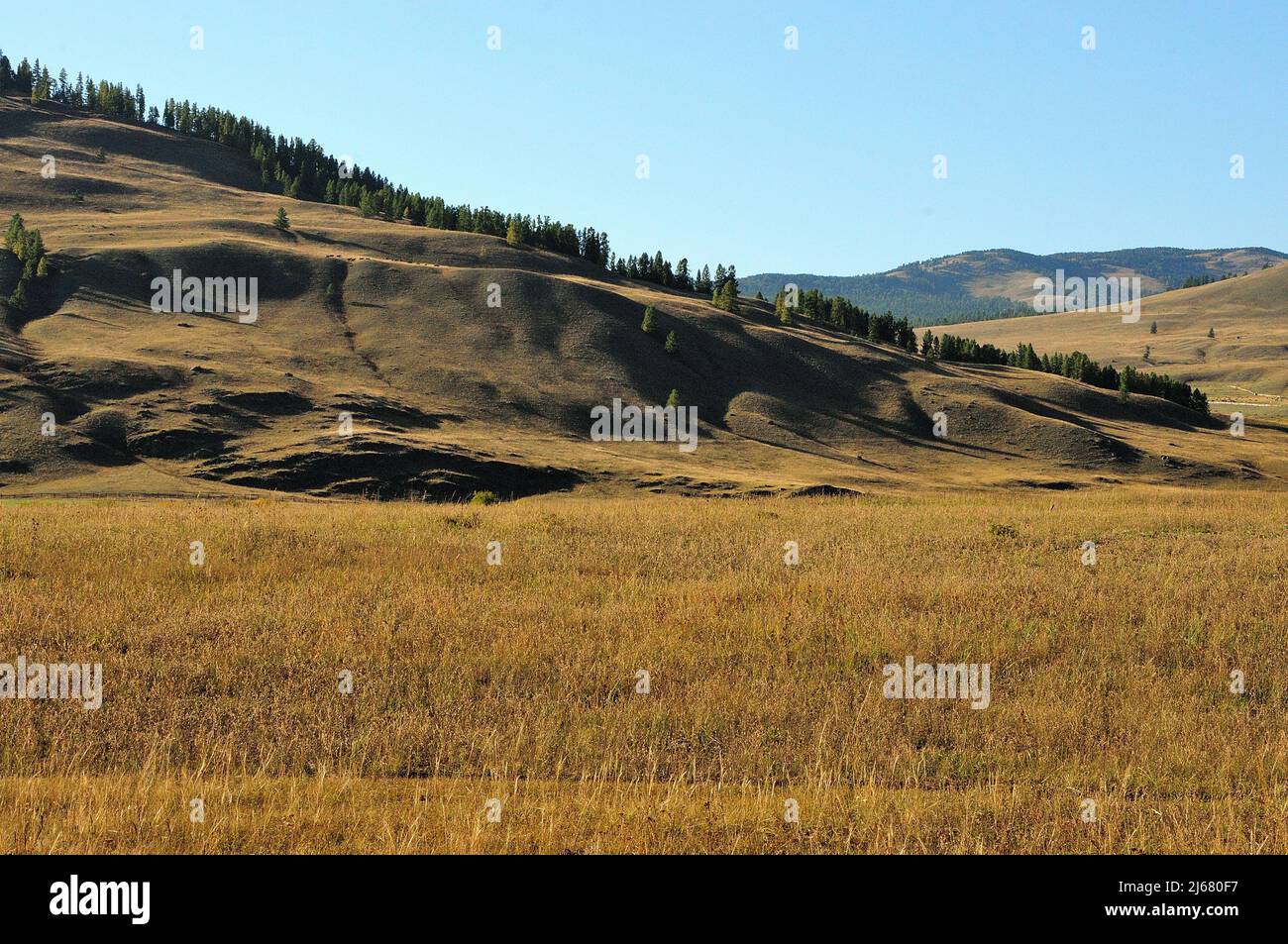 La pente d'une haute colline surcultivée avec des conifères dans la ...