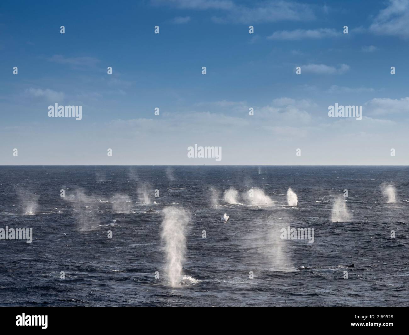 Physalus feeding Banque de photographies et d’images à haute résolution ...