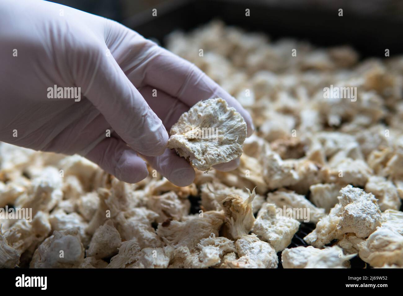 Lion mane mushroom Banque de photographies et d’images à haute ...