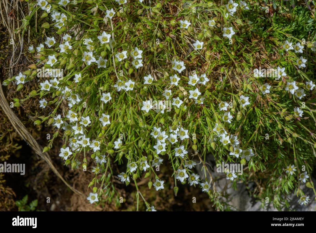 Minuartia verna subsp collina Banque de photographies et d’images à ...