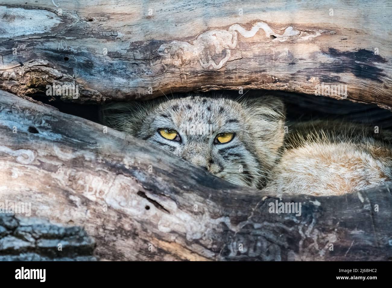 Mignon chat Palllas.le nom rend hommage à Peter Simon Pallas, le ...