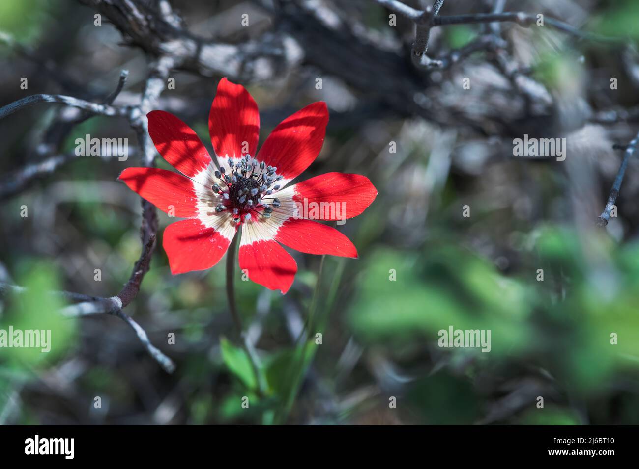 Greek anemone Banque de photographies et d’images à haute résolution ...