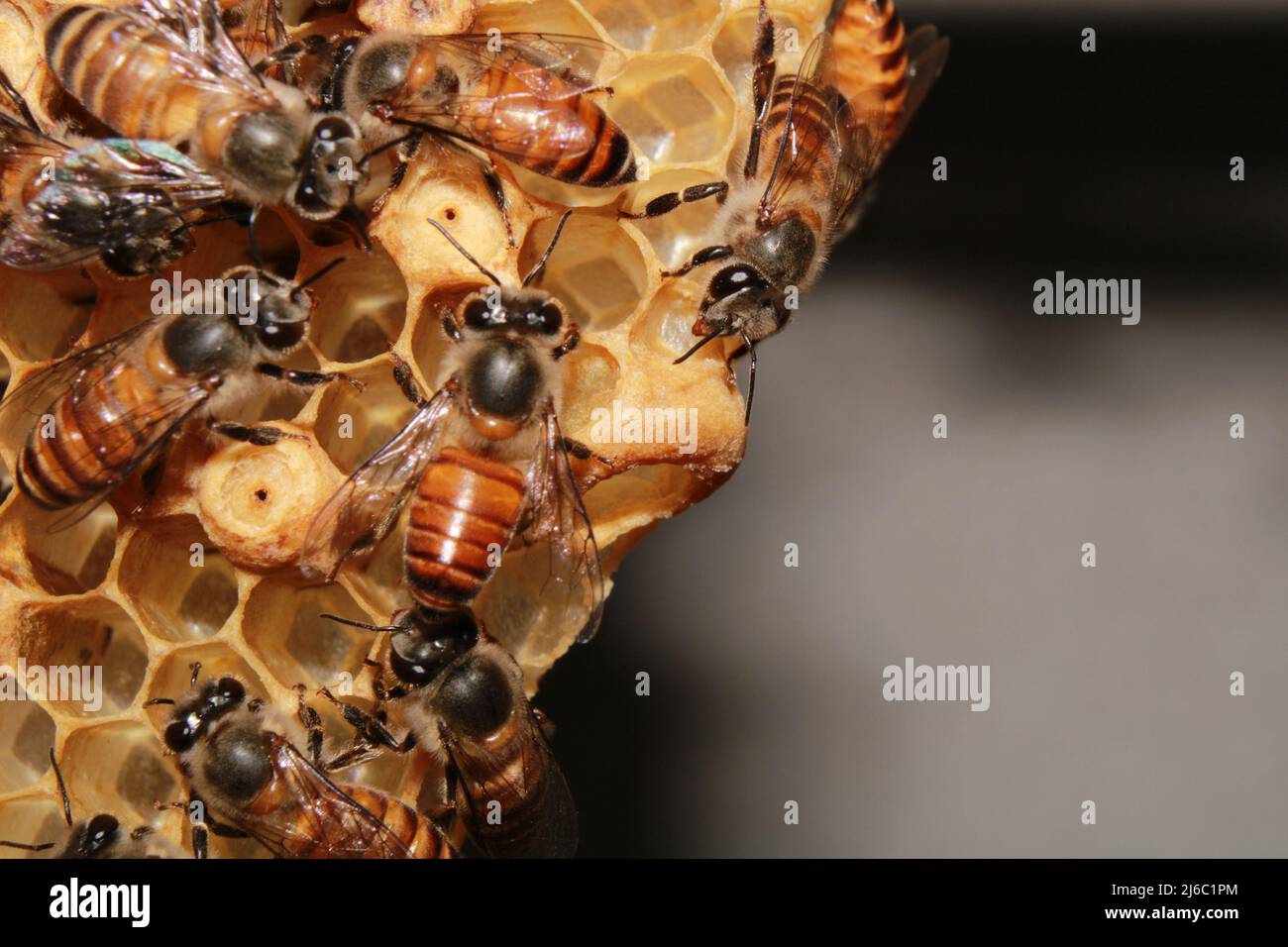 Queen cell Banque de photographies et d’images à haute résolution - Alamy