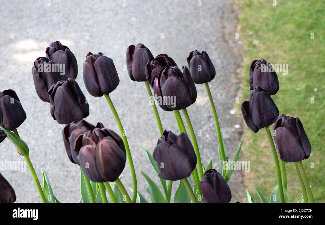 Tulip paul scherer Banque de photographies et d’images à haute ...