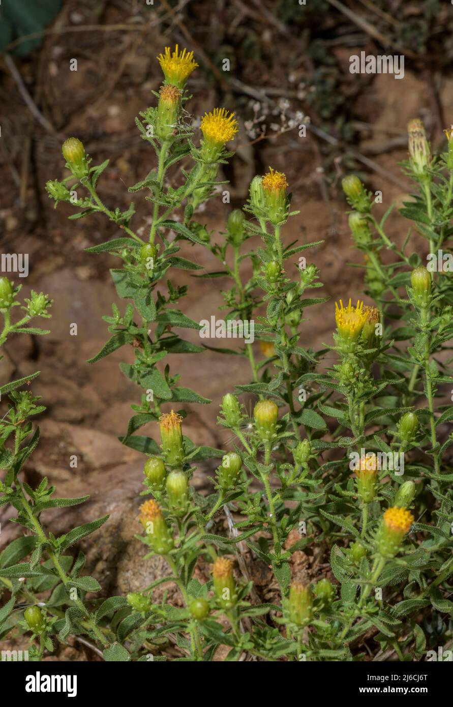 Jasonia glutinosa Banque de photographies et d’images à haute ...
