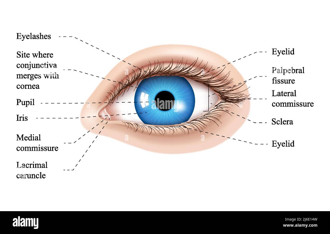 Illustration de l'anatomie de l'œil humain. Parties de l'œil, schéma d ...