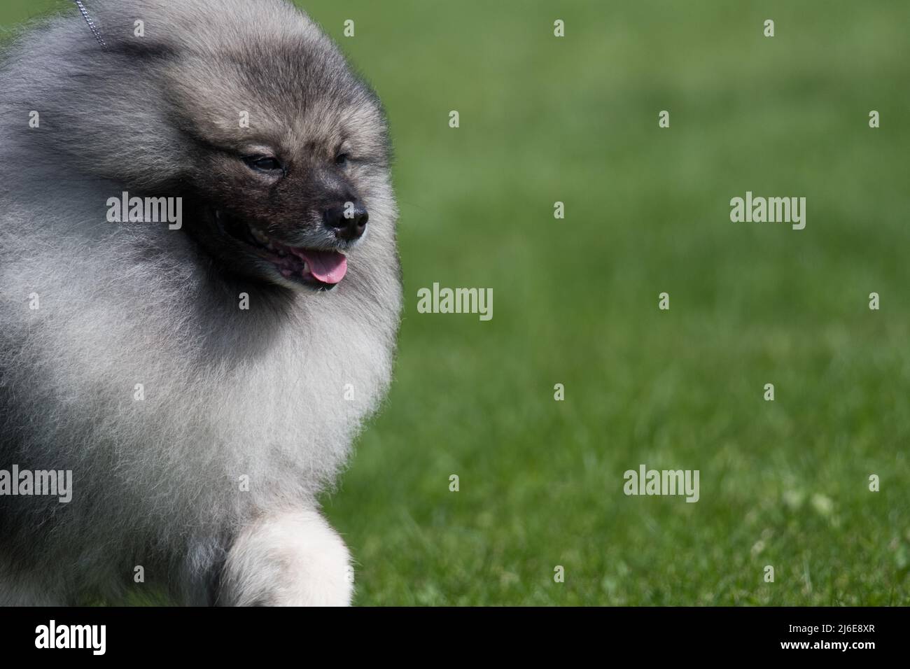 Keeshond dog face Banque de photographies et d’images à haute ...