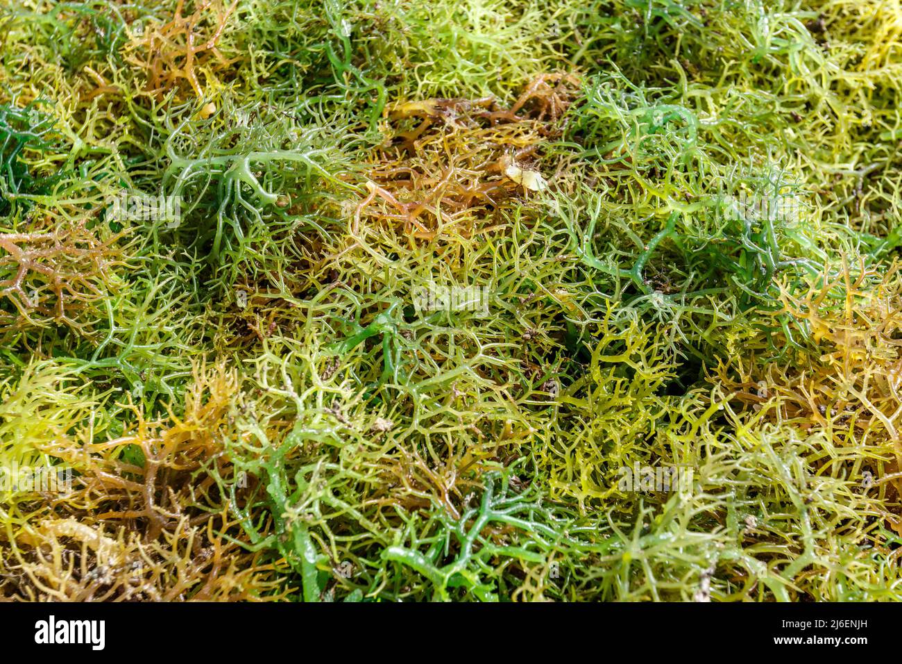 Élevage d'algues. Séchage des algues. Rote Island (Pulau Rote), Rote ...