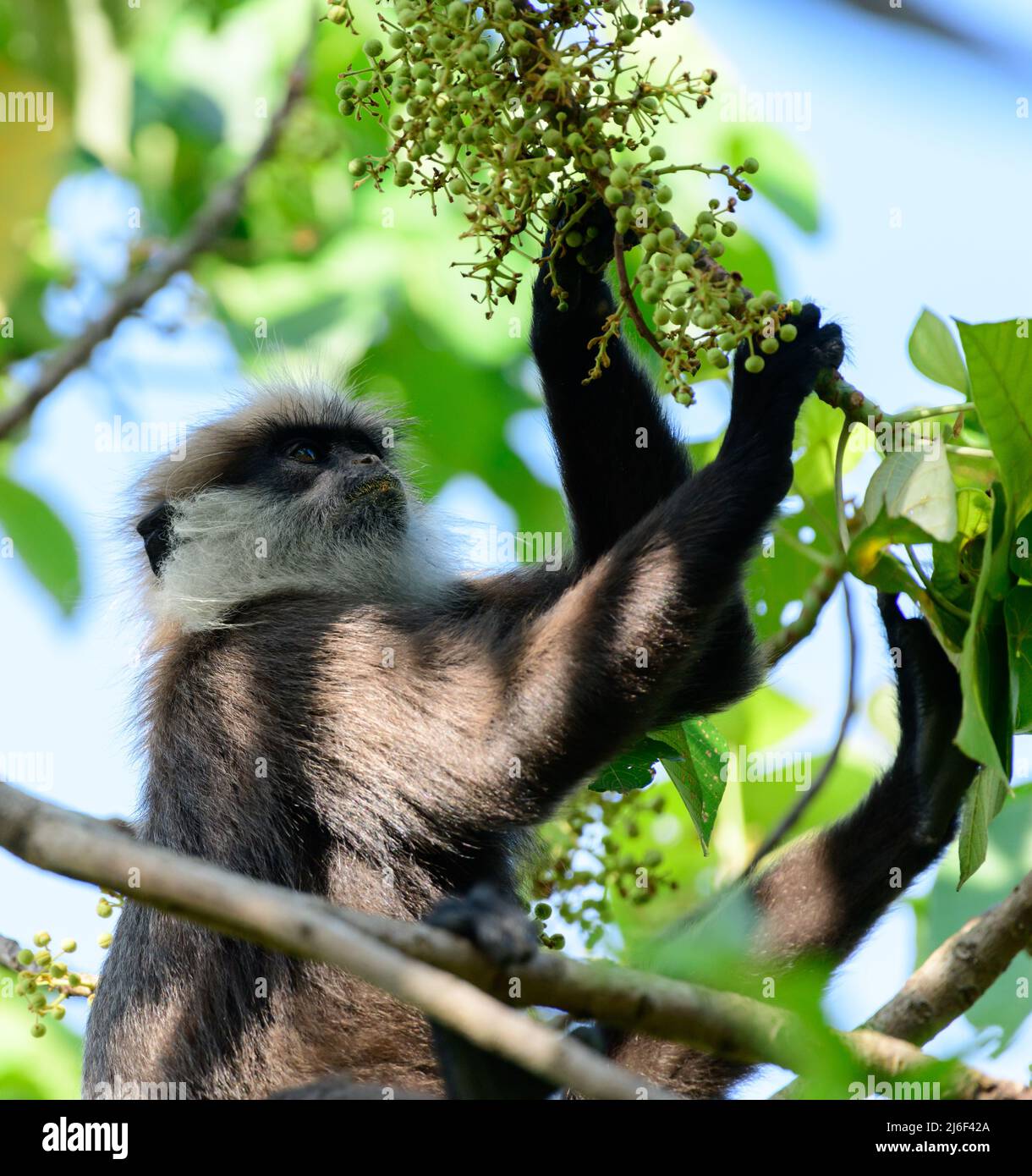 Exotic fruits sri lanka Banque de photographies et d’images à haute ...