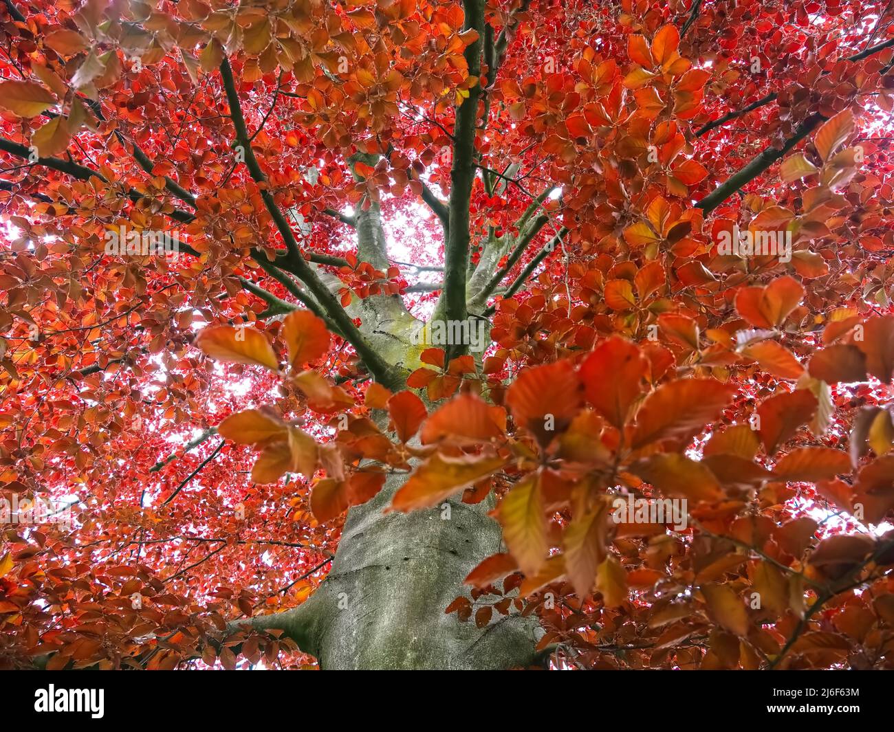 Arbre de cuivre Banque de photographies et d’images à haute résolution ...