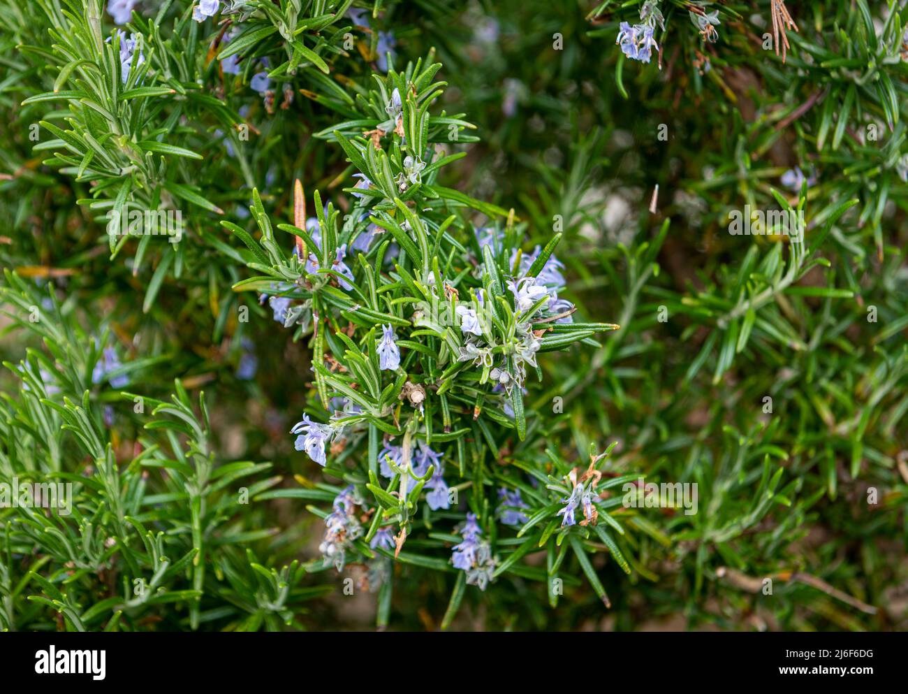 Fleurs homéopathiques Banque de photographies et d’images à haute ...