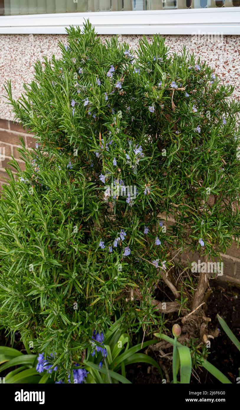 Plante de romarin en fleurs Banque de photographies et d’images à haute ...