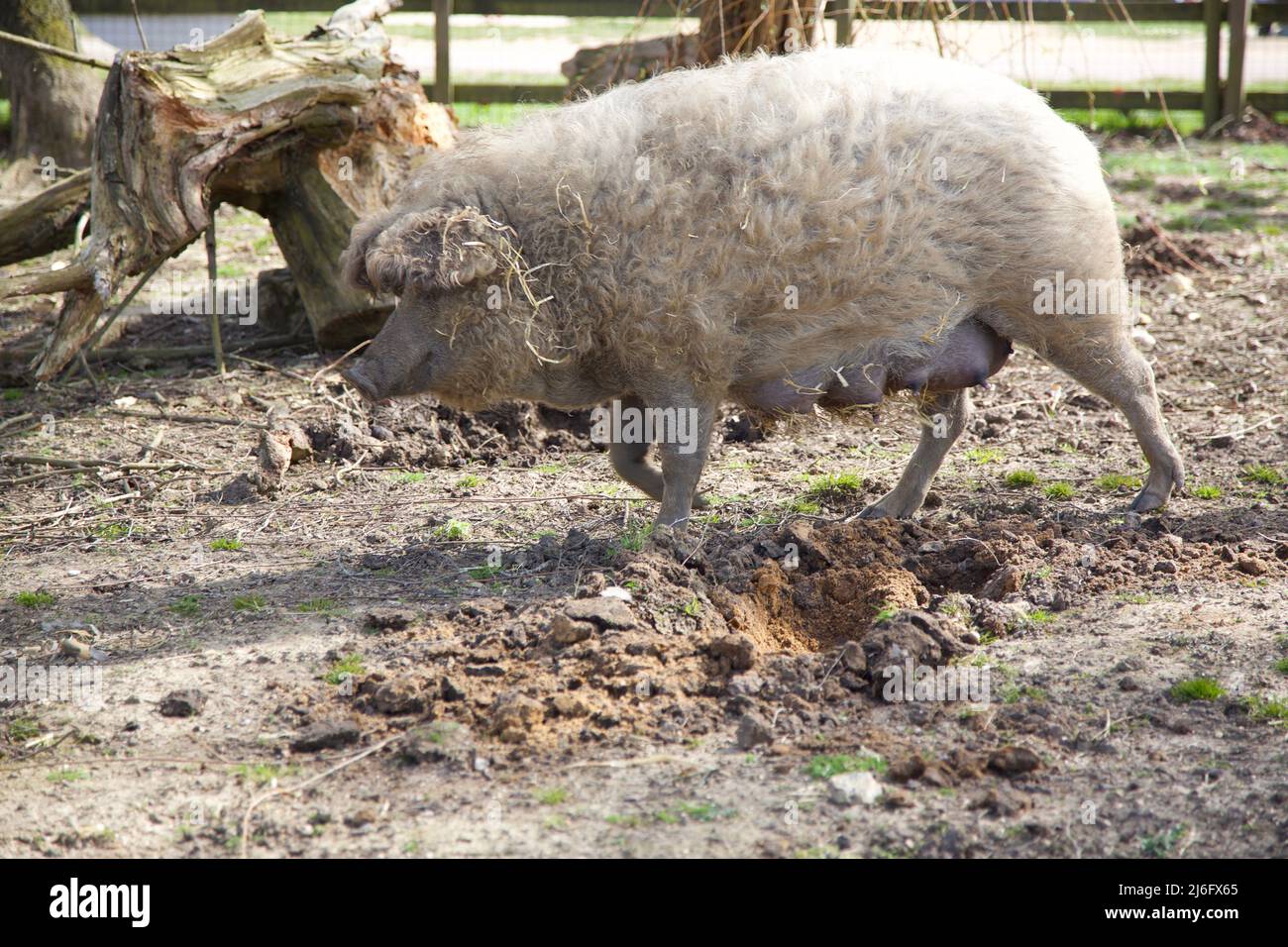 Mangalitsa pig Banque de photographies et d’images à haute résolution ...