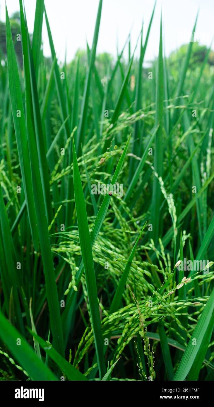 Champ de plants de riz avec coccinelles sur l'une des feuilles de riz ...