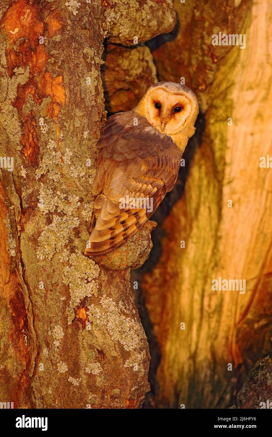 Hibou de la grange assis sur le tronc d'arbre le soir avec une belle ...