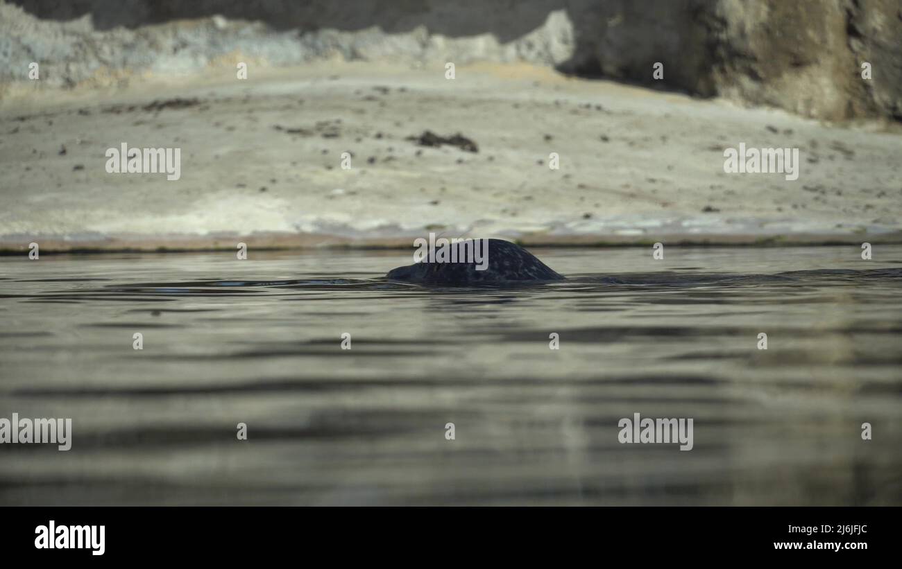 Un jeune phoque nage dans un lac. Le phoque tourbillonne dans la nature ...