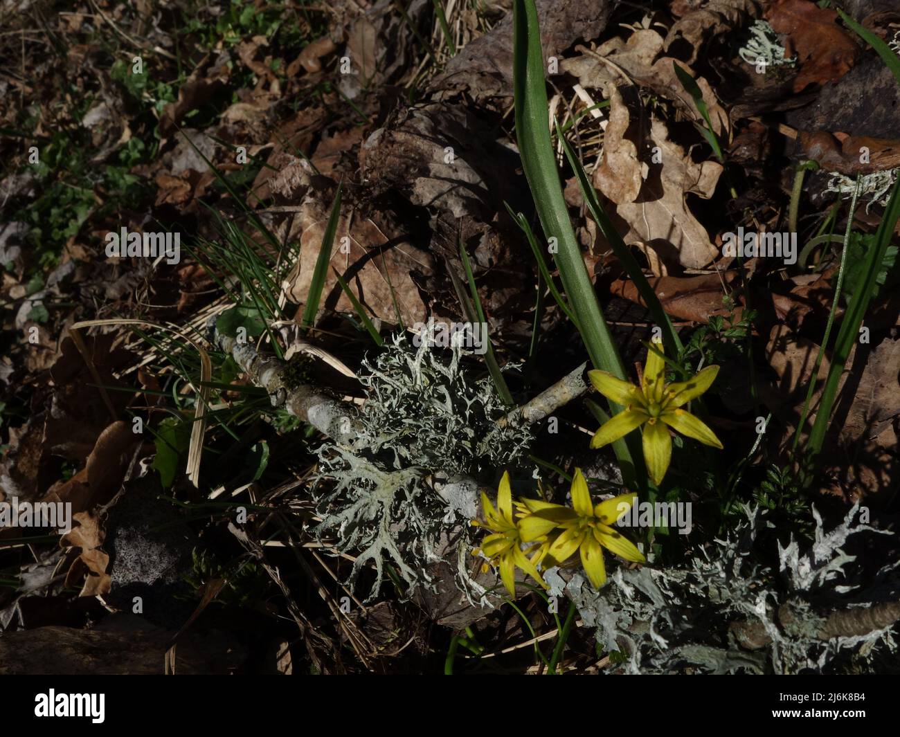 La Gagea lutea est une plante bulbeuse vivace qui pousse dans les ...