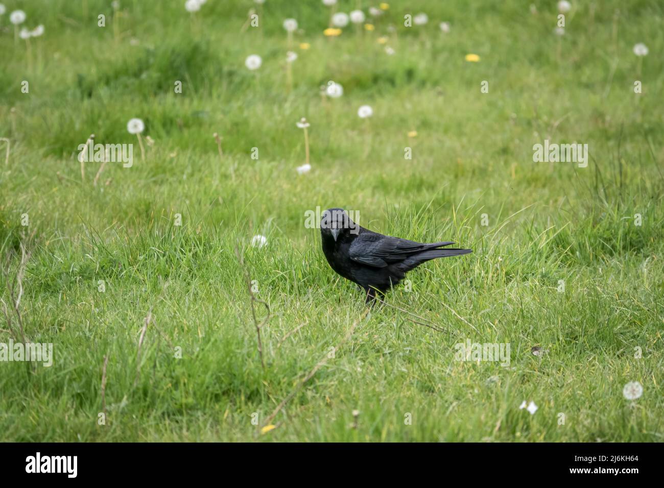 Le corbeau commun (Corvus Corax) recherche des insectes et des vers ...