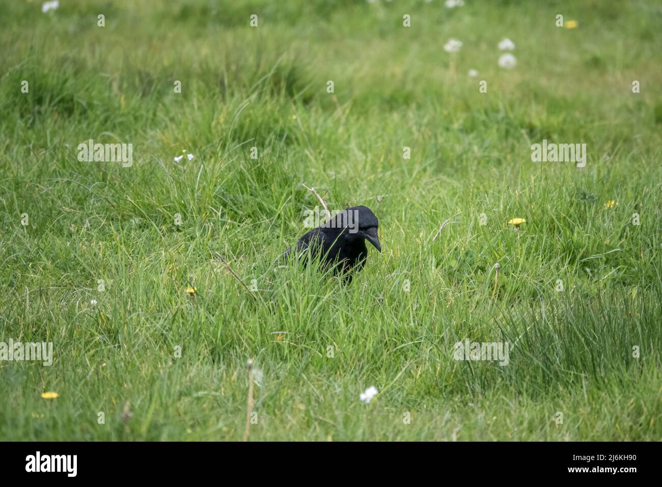 Le corbeau commun (Corvus Corax) recherche des insectes et des vers ...