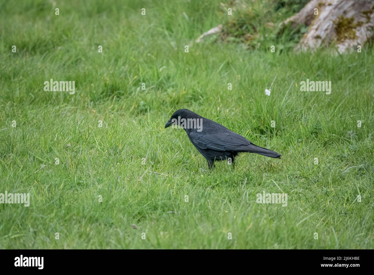 Le corbeau commun (Corvus Corax) recherche des insectes et des vers ...