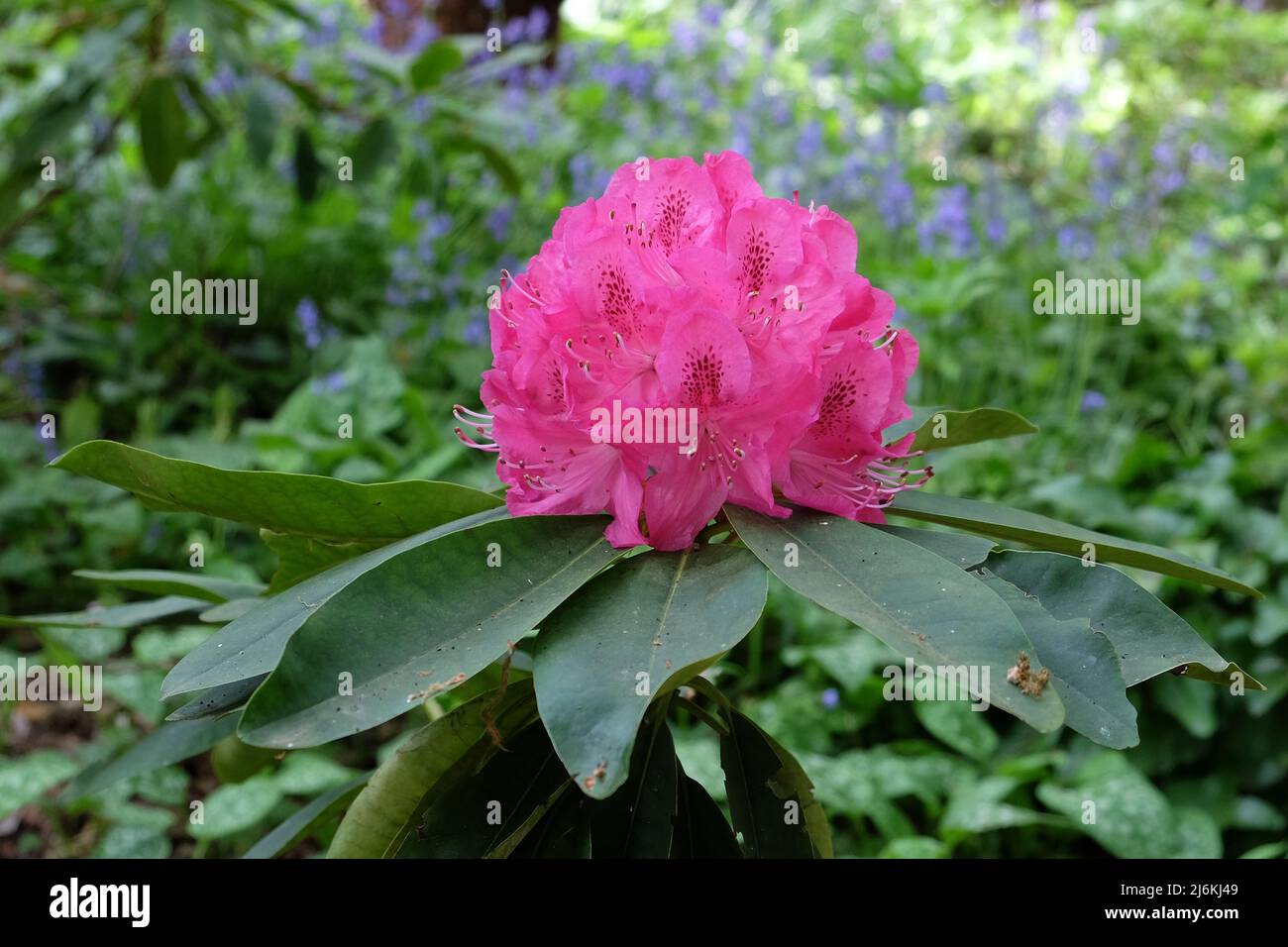 Rhododendron cynthia flowers Banque de photographies et d’images à ...